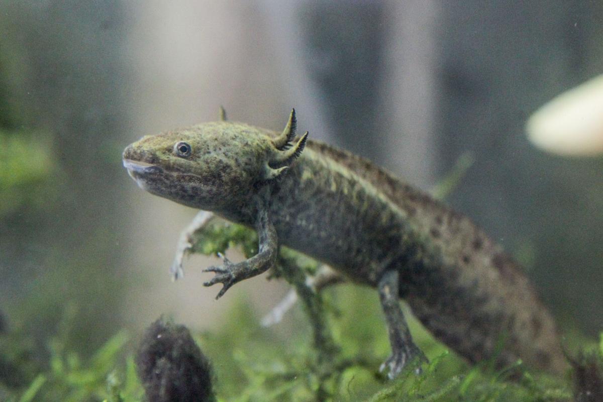Photos: Axolotl Hatchlings at HMOA Conservatory | Multimedia | herald ...