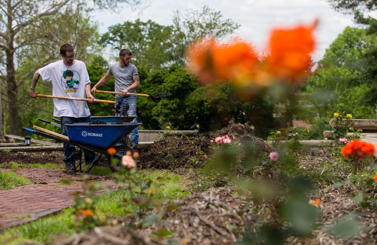 Colorful blooms on display in Ritter Park Rose Garden | News | herald ...
