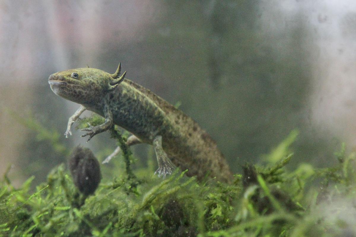 Photos: Axolotl Hatchlings at HMOA Conservatory | Multimedia | herald ...
