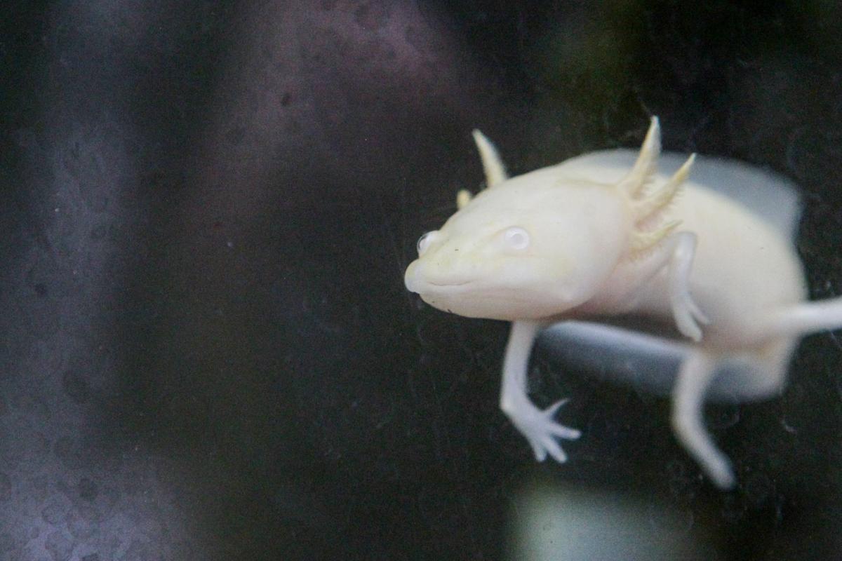 Photos: Axolotl Hatchlings at HMOA Conservatory | Multimedia | herald ...