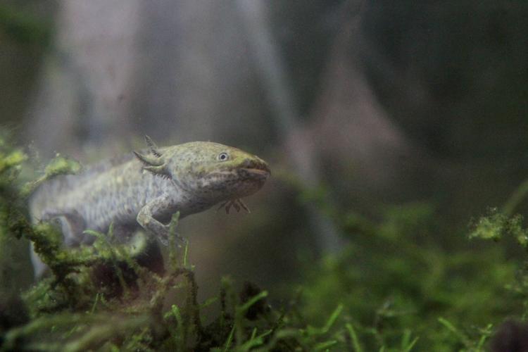 Photos: Axolotl Hatchlings at HMOA Conservatory | Multimedia | herald ...