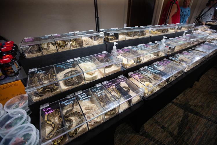 Photos: West Virginia Reptile Expo at the DoubleTree | Multimedia ...