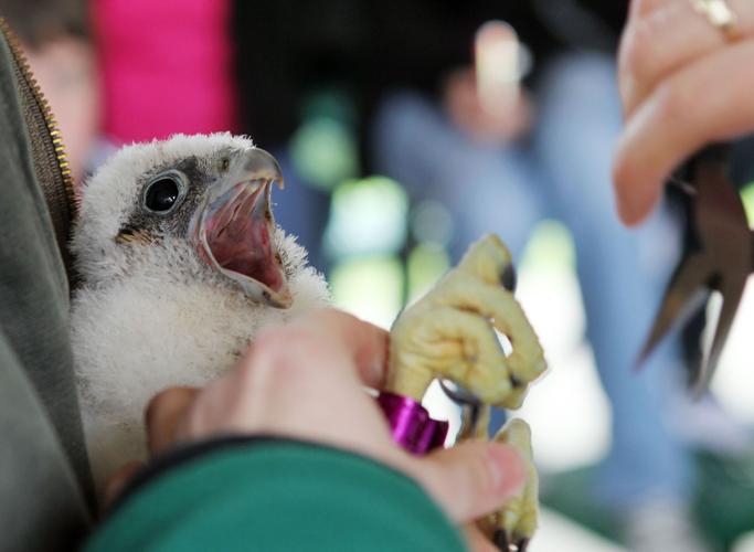 Gallery: Peregrine Falcon Banding | Photos News | herald-dispatch.com