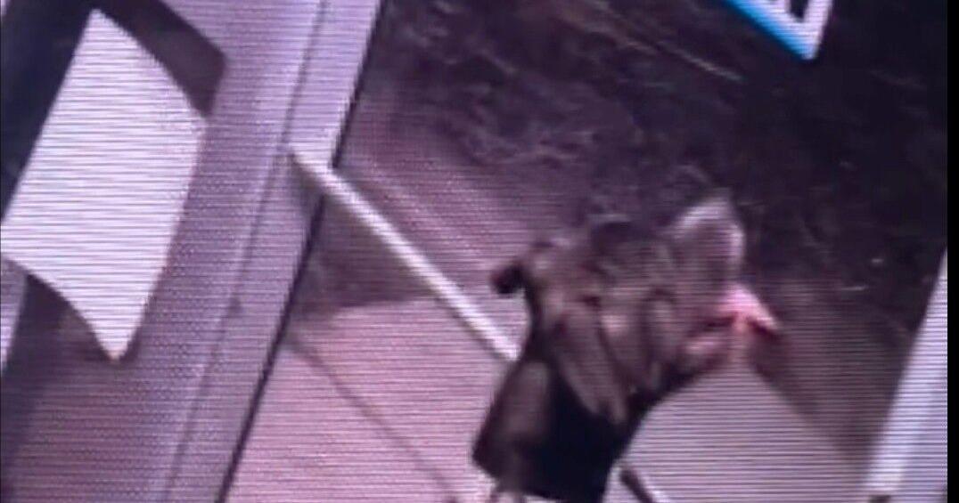 Escape artist dog brings publicity to animal shelter | News | herald ...
