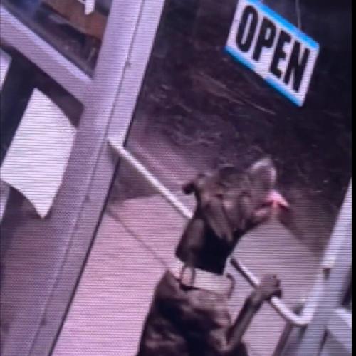 Escape artist dog brings publicity to animal shelter | News | herald ...