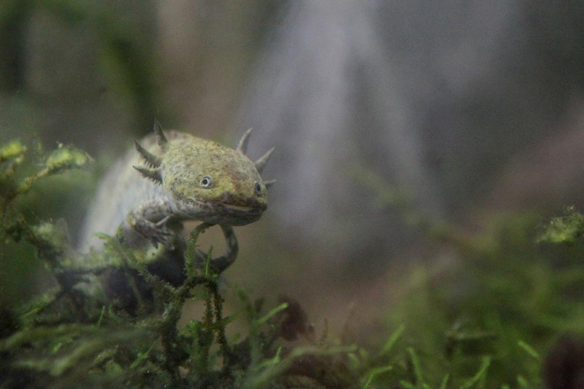 Photos: Axolotl Hatchlings at HMOA Conservatory | Multimedia | herald ...