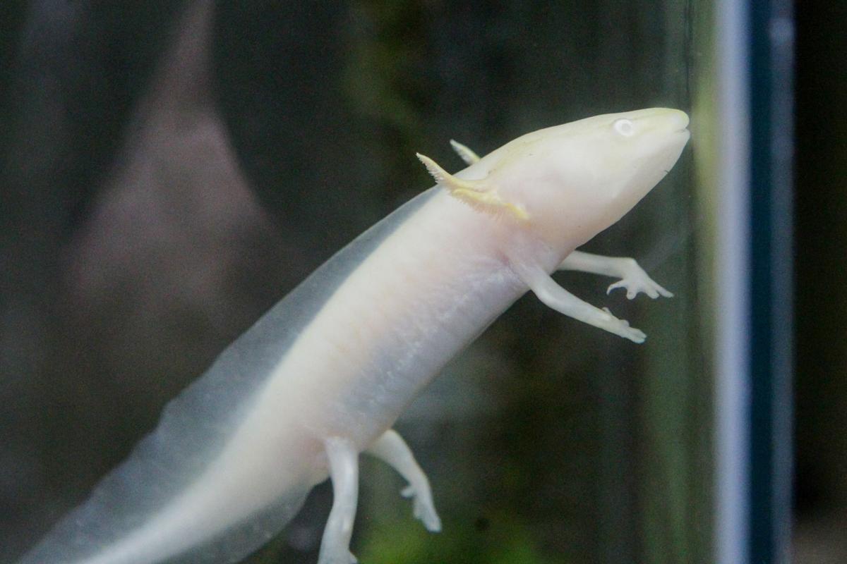Photos: Axolotl Hatchlings at HMOA Conservatory | Multimedia | herald ...