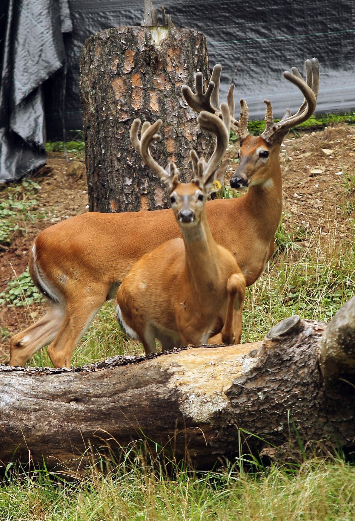 Buck Acres owner has new appreciation for deer | Business | herald ...