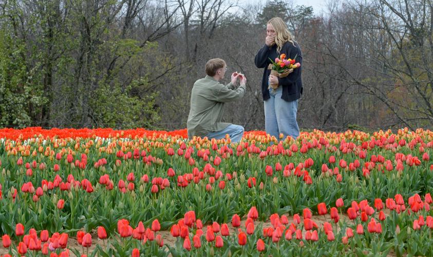 Nate Yongue proposes to Andrea Jones in Gritt's tulip fields | Putnam ...