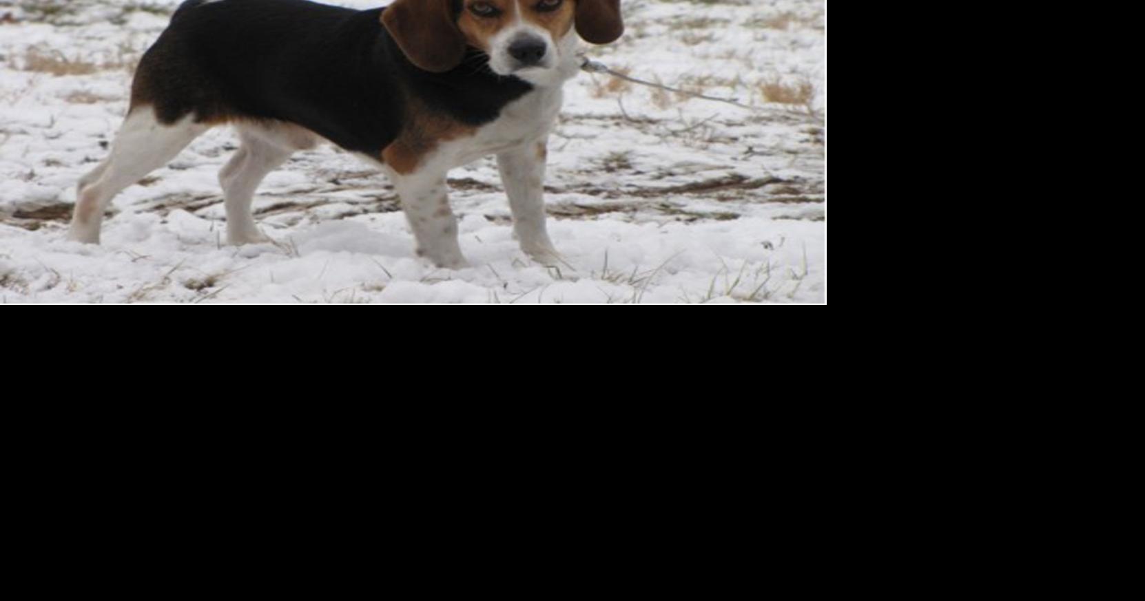 Missing: Beagle named Rascal | News | herald-dispatch.com
