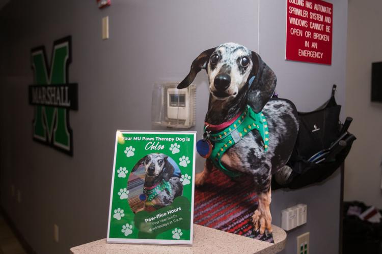 Photos: MU Paws Therapy Dogs conduct "Paw-ffice" Hours for students ...