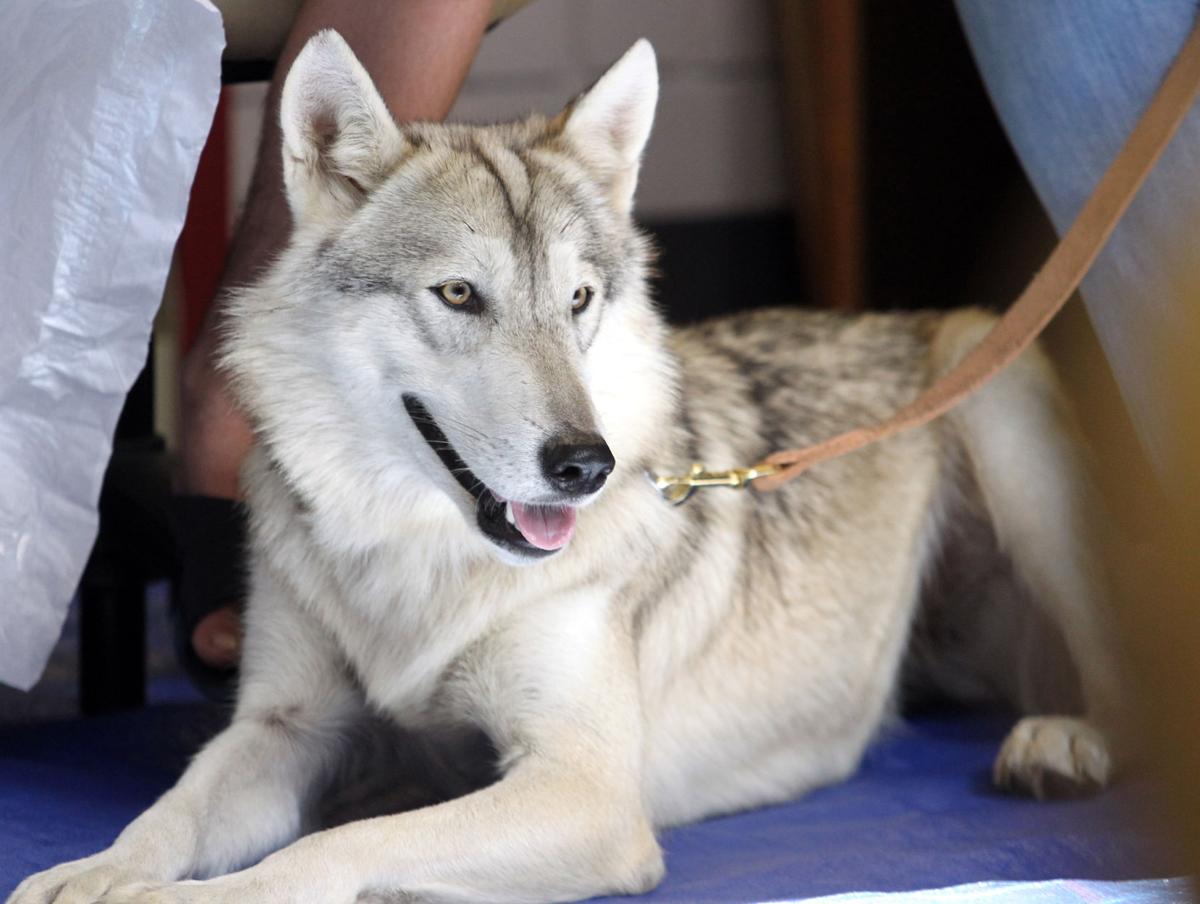 Photos: Southern Ohio Wolf Sanctuary visits Guyandotte Library ...