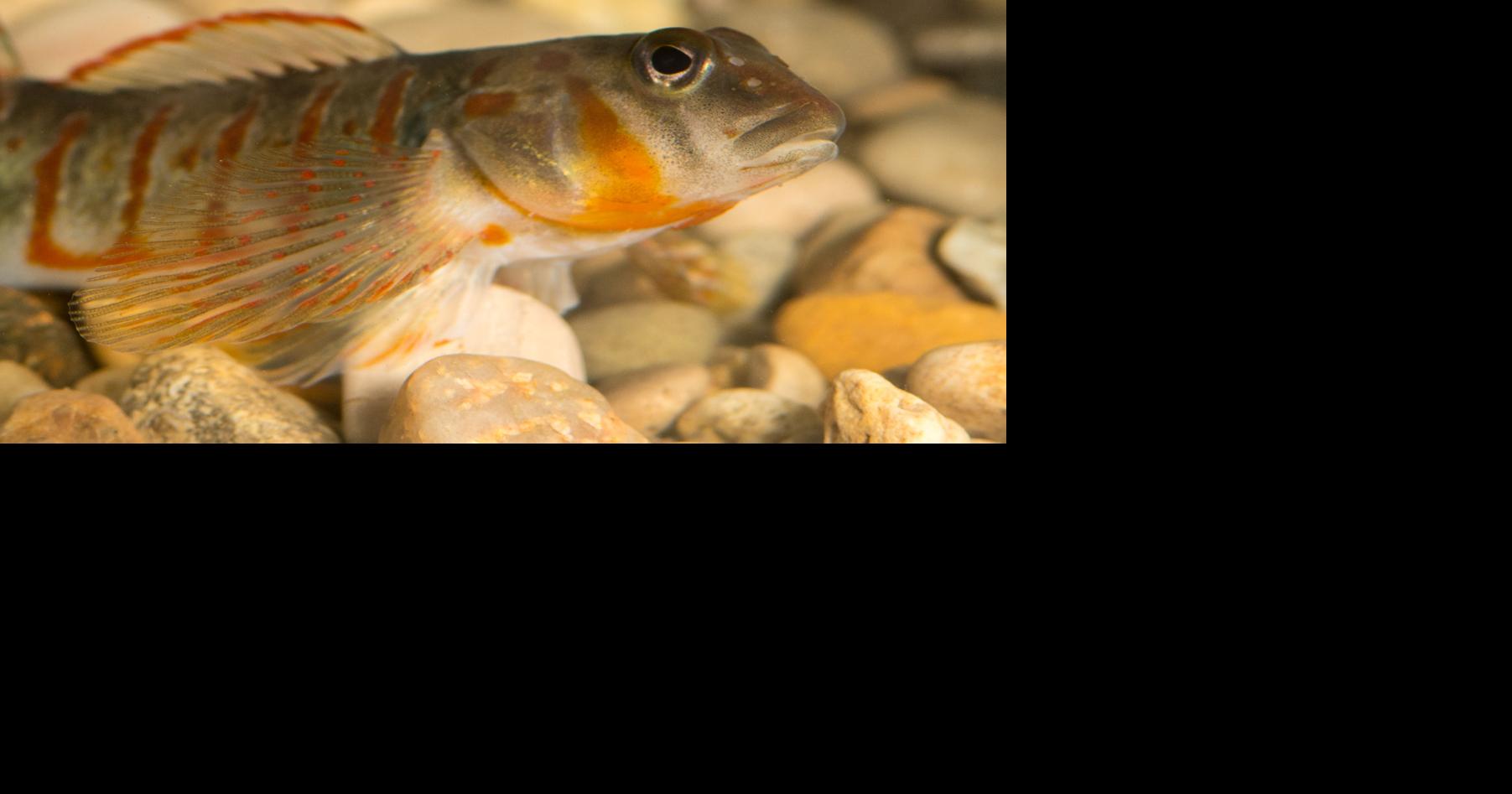 Colorful, threatened candy darter to benefit from two conservation ...