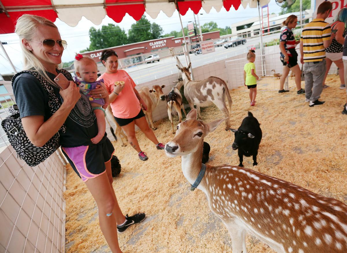 Animals Big And Small Delight At Traveling Petting Zoo News Herald animals-big-and-small-delight-at-traveling-petting-zoo-news-herald