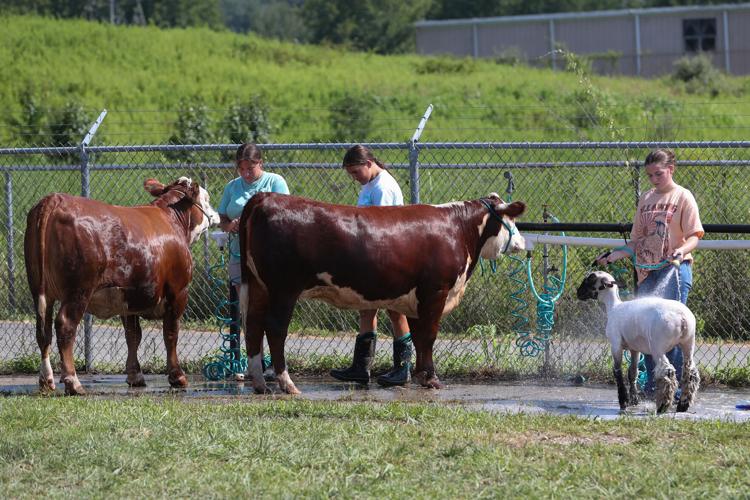 Cabell County Fair in full swing with rides, livestock exhibit | News ...
