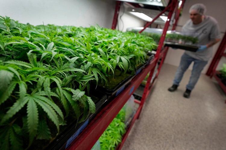 West Virginians need medical cannabis; restrictions on the industry ...