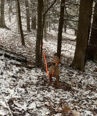 Chris Ellis: Winter squirrel hunting with a dog | Sports | herald ...