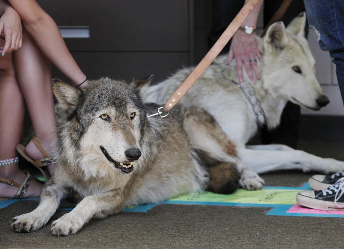 Photos: Southern Ohio Wolf Sanctuary visits Guyandotte Library ...