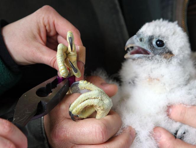 Gallery: Peregrine Falcon Banding | Photos News | herald-dispatch.com