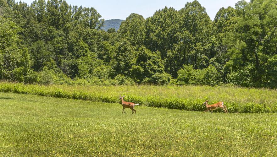 19th century subsistence farms preserved in New River Gorge | | herald ...
