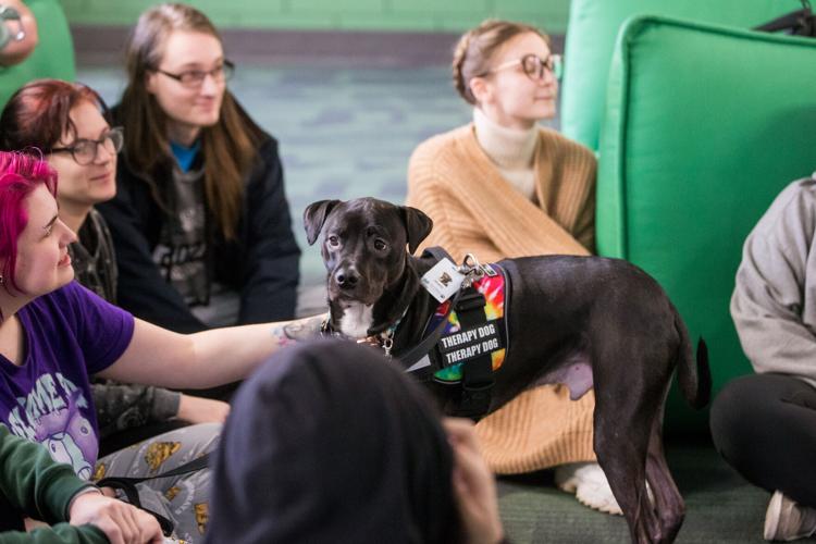 MU PAWS in the Halls initiative connects students with therapy dogs ...