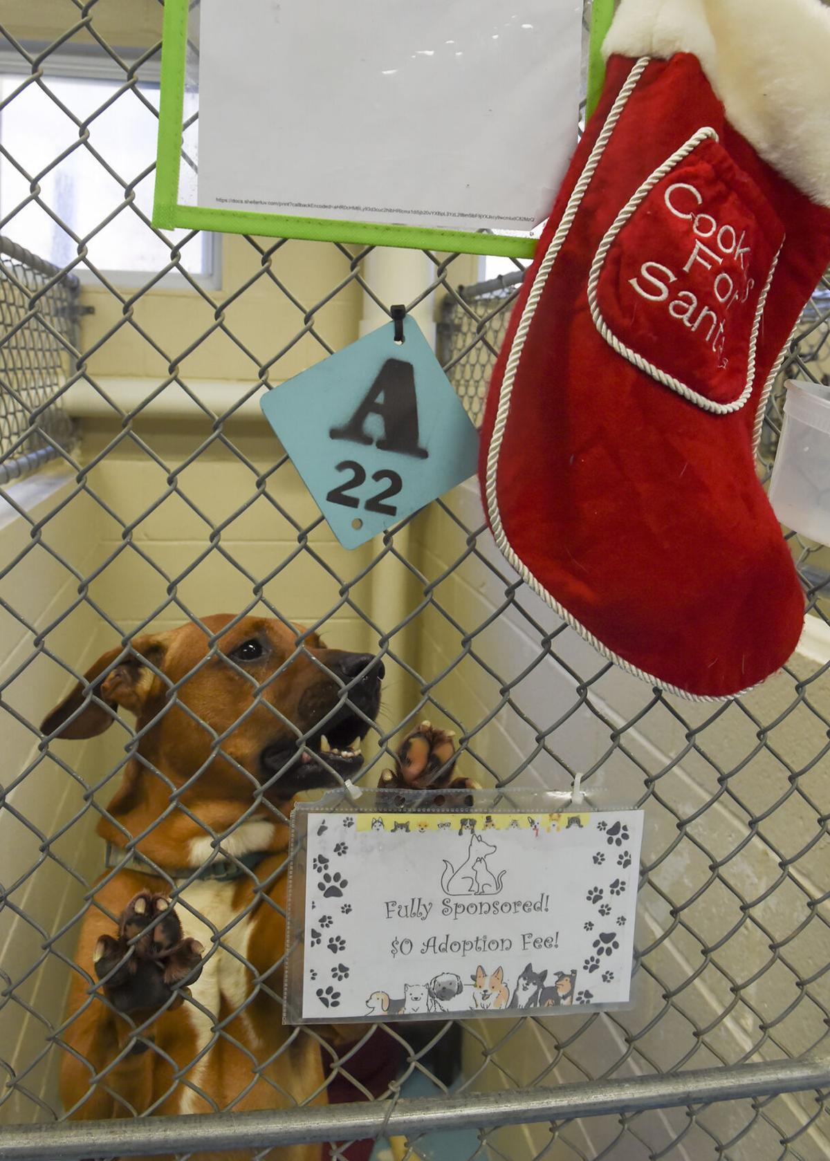 Humane Association holds stocking stuffer donation drive for animals to ...