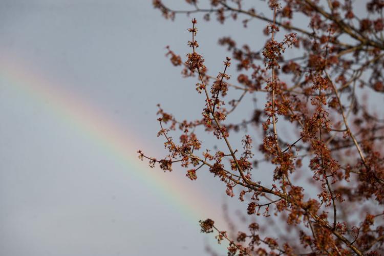 Spring scenes bloom around Beech Fork Lake | News | herald-dispatch.com