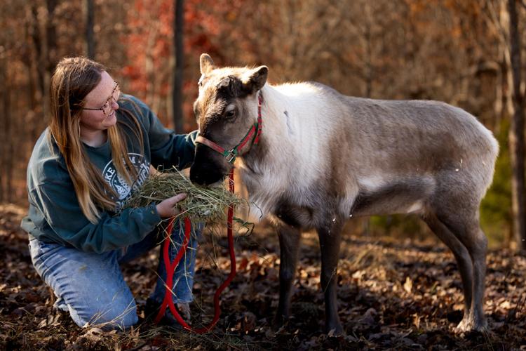 West Virginia's only reindeer at Old School Christmas Farm | Putnam ...