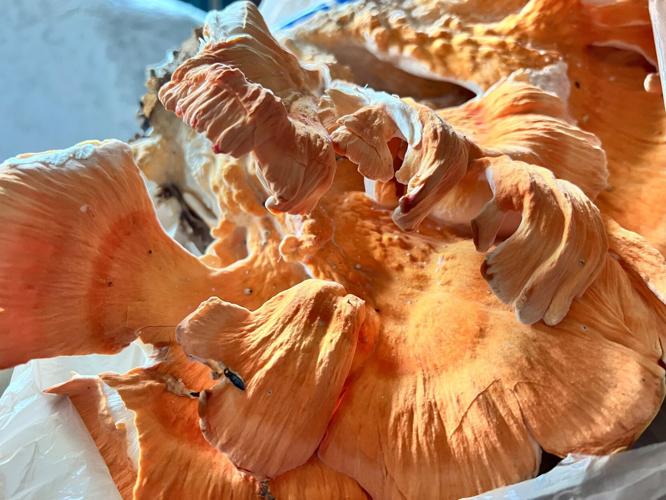 WV Culinary Team: Celebrating chicken of the woods, Appalachia's ...