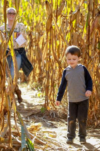 'This is just perfect': Cooper Family Farms corn maze open for 25th ...