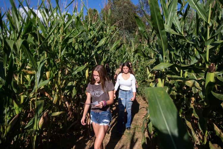 Milton Corn Maze now open on weekends for fall family fun | News ...