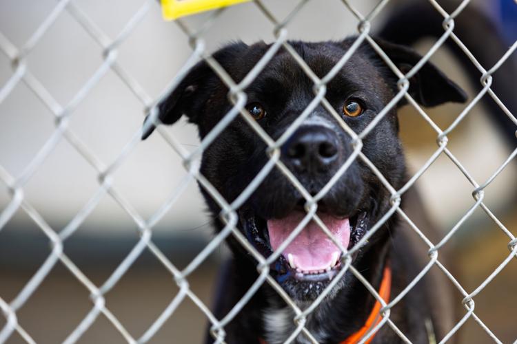 Huntington animal shelter adopts out record number of pets | News ...