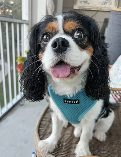 Ollie the Do Good Dog will jet ski from Pittsburgh to Cincinnati | News ...