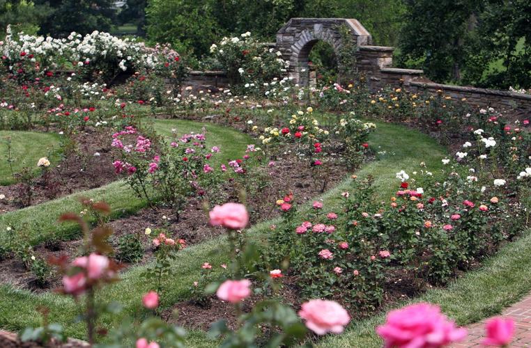 Gallery: Ritter Park Rose Garden | Photo Galleries | herald-dispatch.com