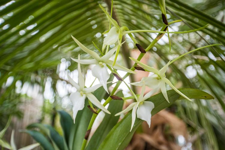 Photos: Orchids in bloom at the Huntington Museum of Art | Multimedia ...