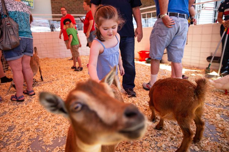 Photos: Great American Petting Farm in Milton | Multimedia | herald ...