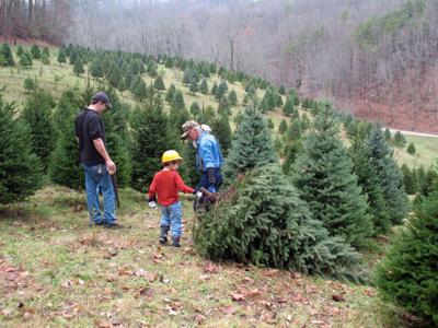 Program allows families to adopt a tree from West Virginia Christmas ...