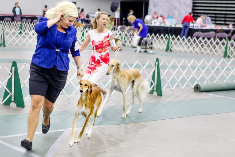 Photos: Huntington Kennel Club Dog Show | Photo Galleries | herald ...
