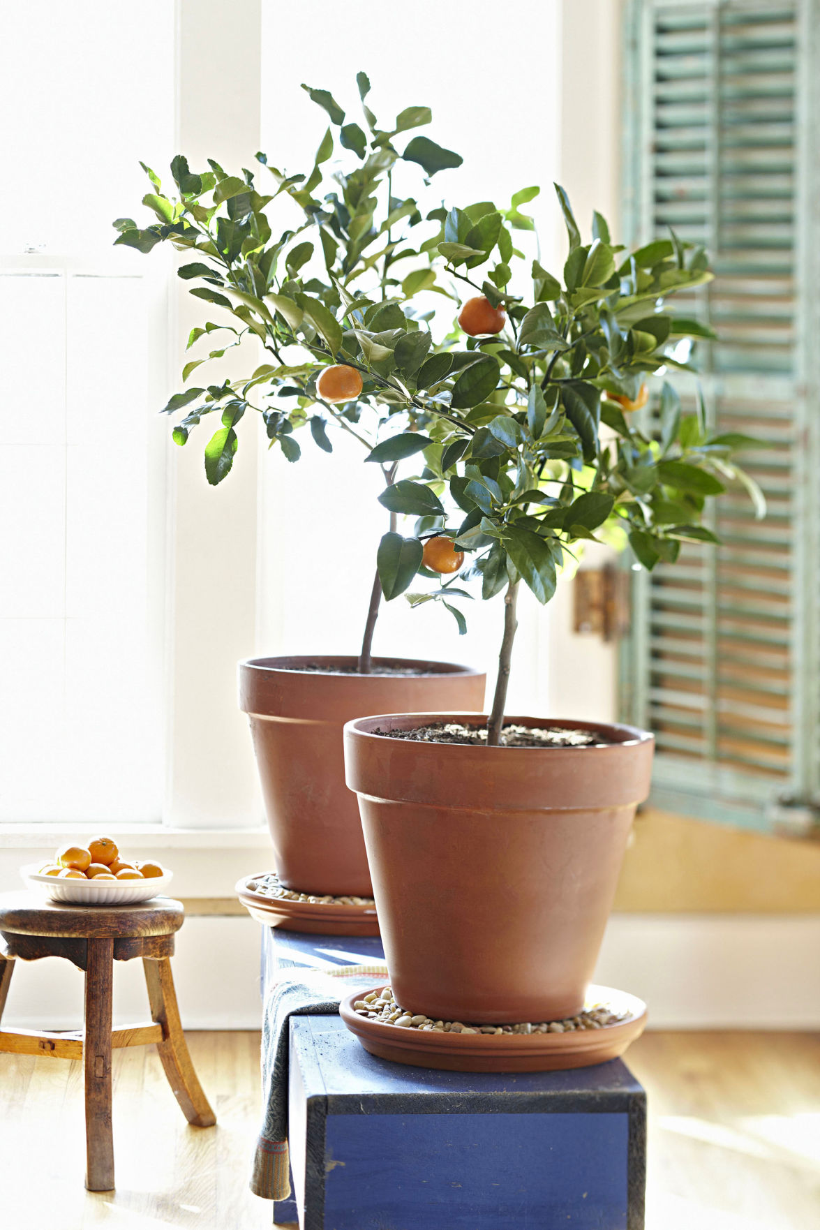Growing citrus indoors can pay off handsomely | Features/Entertainment ...
