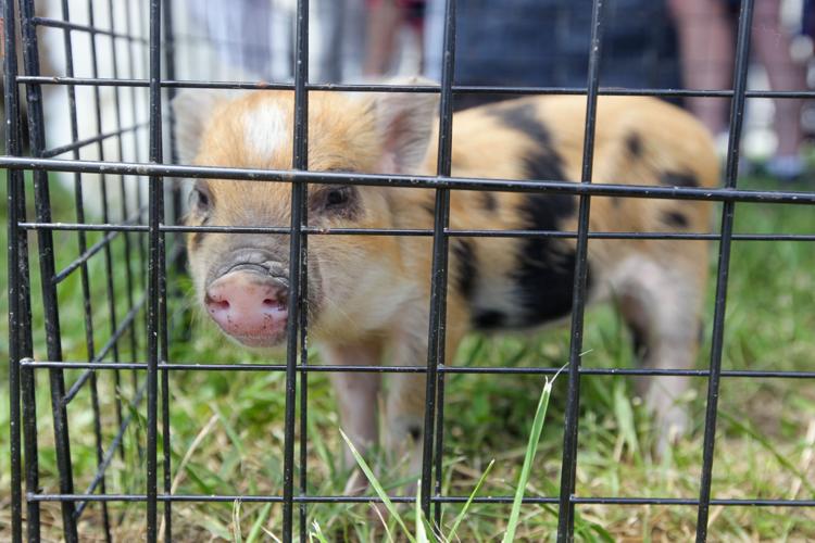 Photos: Community Day at Boyd County Fair | Multimedia | herald ...