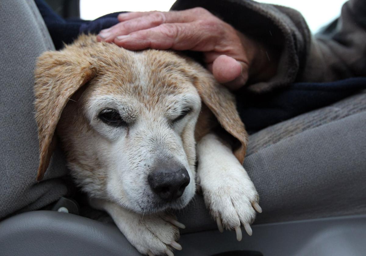 Missing beagle found, arrest warrant filed | News | herald-dispatch.com