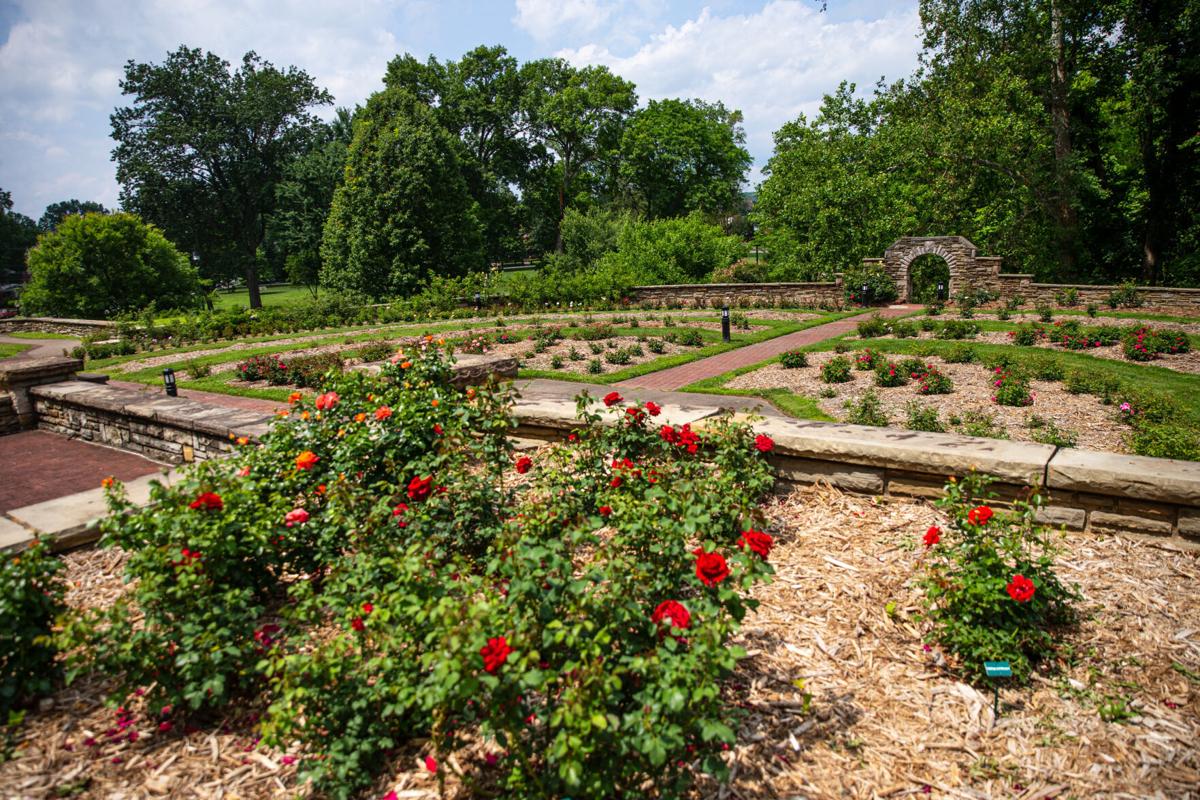 Rose garden in full bloom; new rose garden beds planted at Ritter Park ...