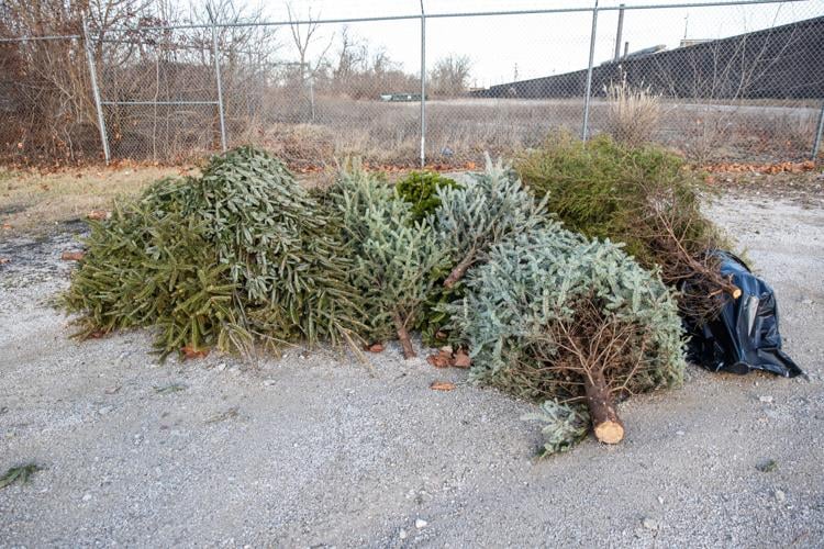 Christmas trees become more of a fire hazard the longer they are kept ...