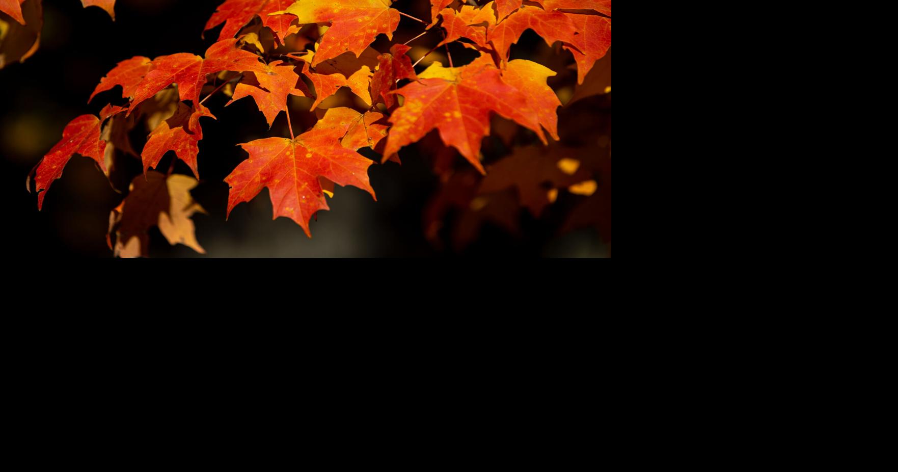 Fall’s colors brighten landscape across Tri-State | News | herald ...