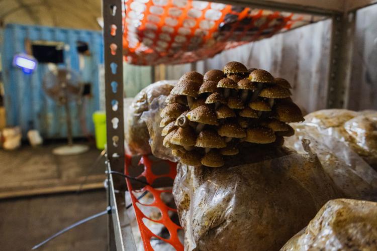 Tunnel vision: Mushroom maven converts former WV Turnpike passage into ...