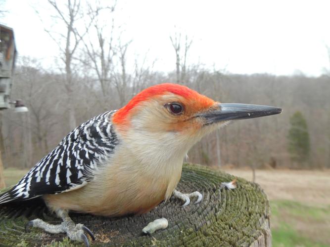 Send us your wildlife photos | Features/Entertainment | herald-dispatch.com