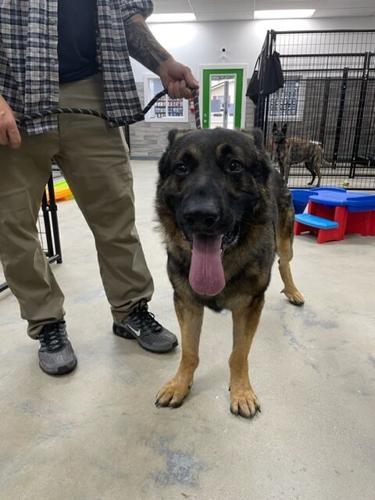 Lucky Dog K9 strives to be a blessing to community | Putnam News ...