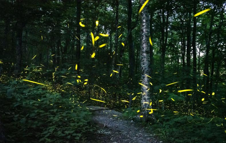 Fireflies put on light show on North Carolina mountain | | herald ...
