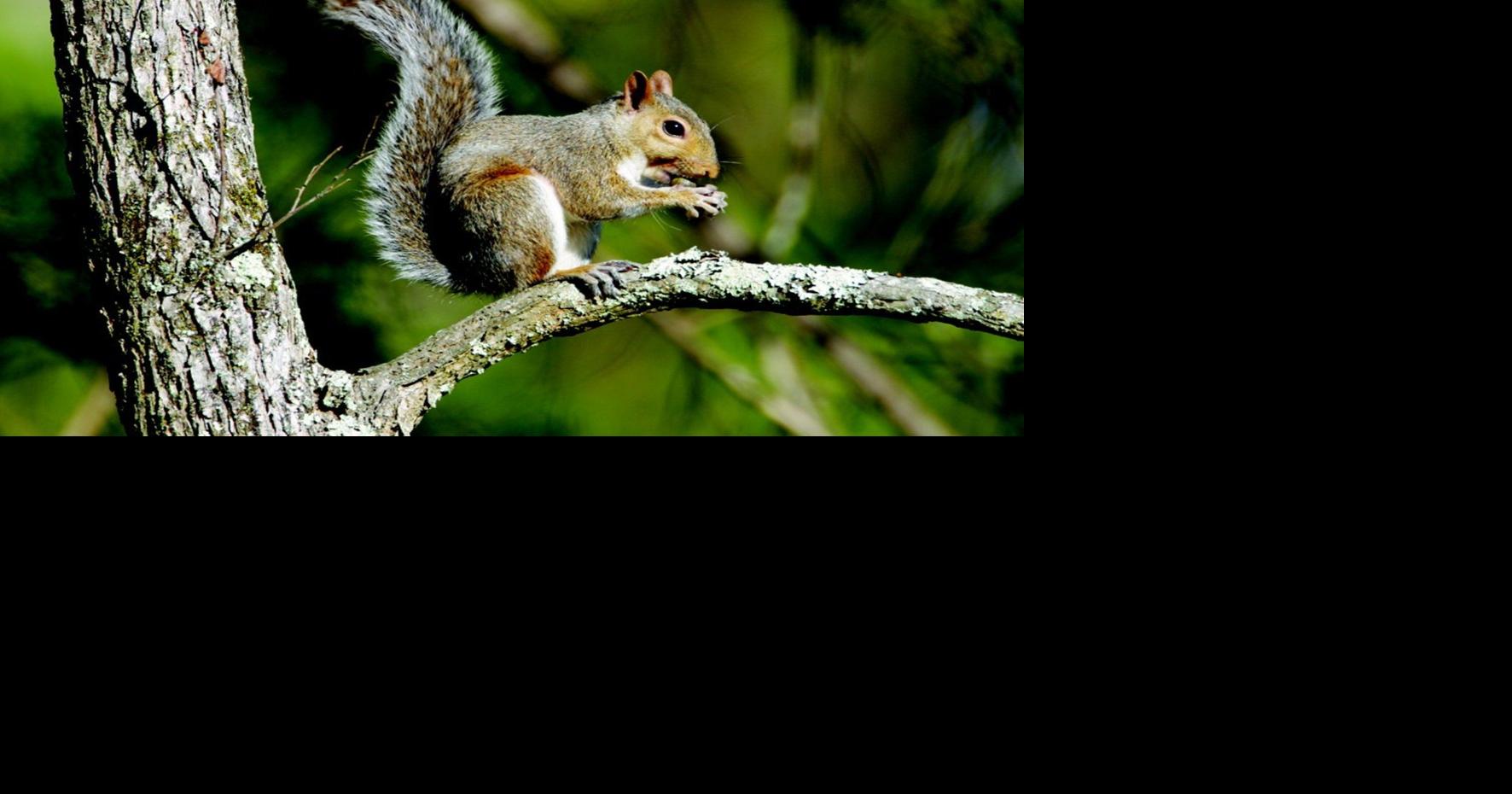 First portion of Kentucky's squirrel season open through Nov. 13 ...