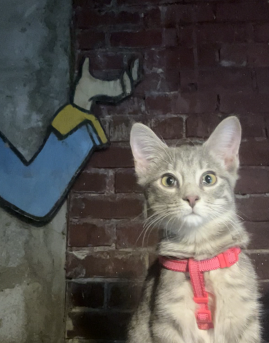 Smell the Coffee: Ripley, believe it or not | Features/Entertainment ...